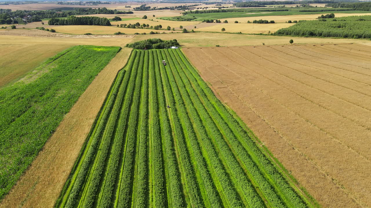 Long Green Field With Rows Of Blackberry Plants In The Countryside Free ...