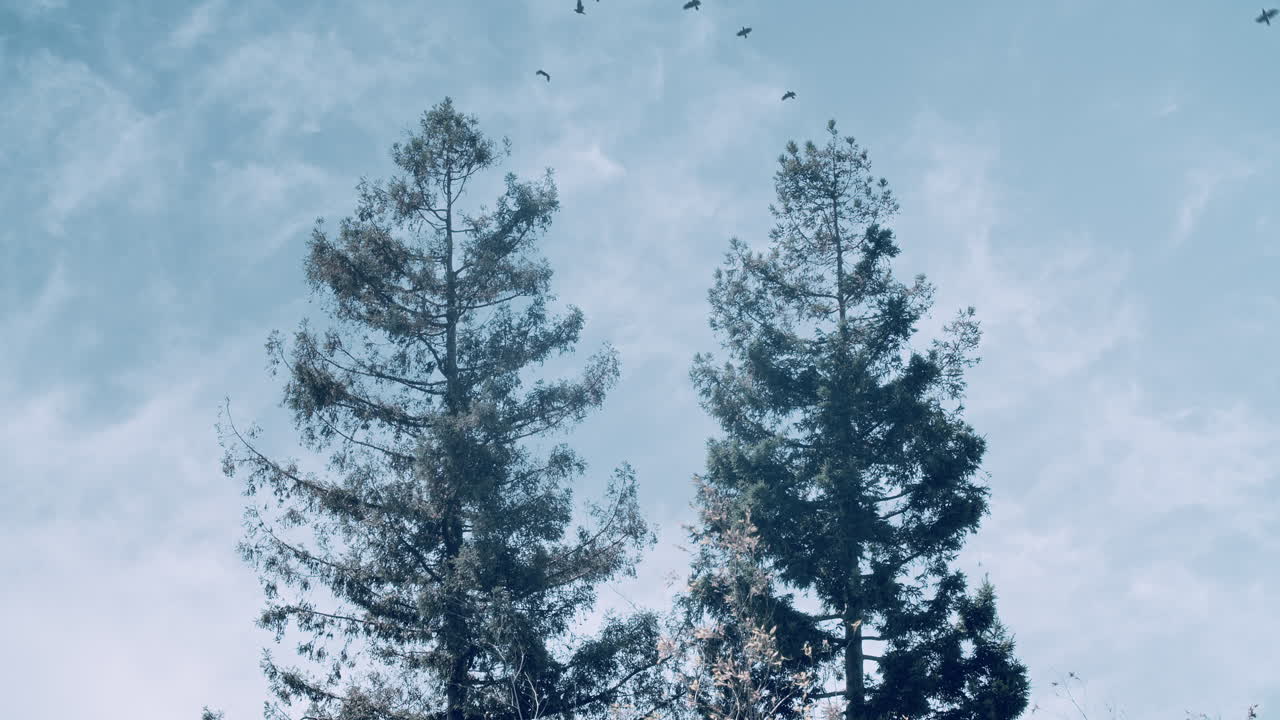 Wide Shot Of Two Tress As A Flock Of Computer Generated Crows Scatter ...