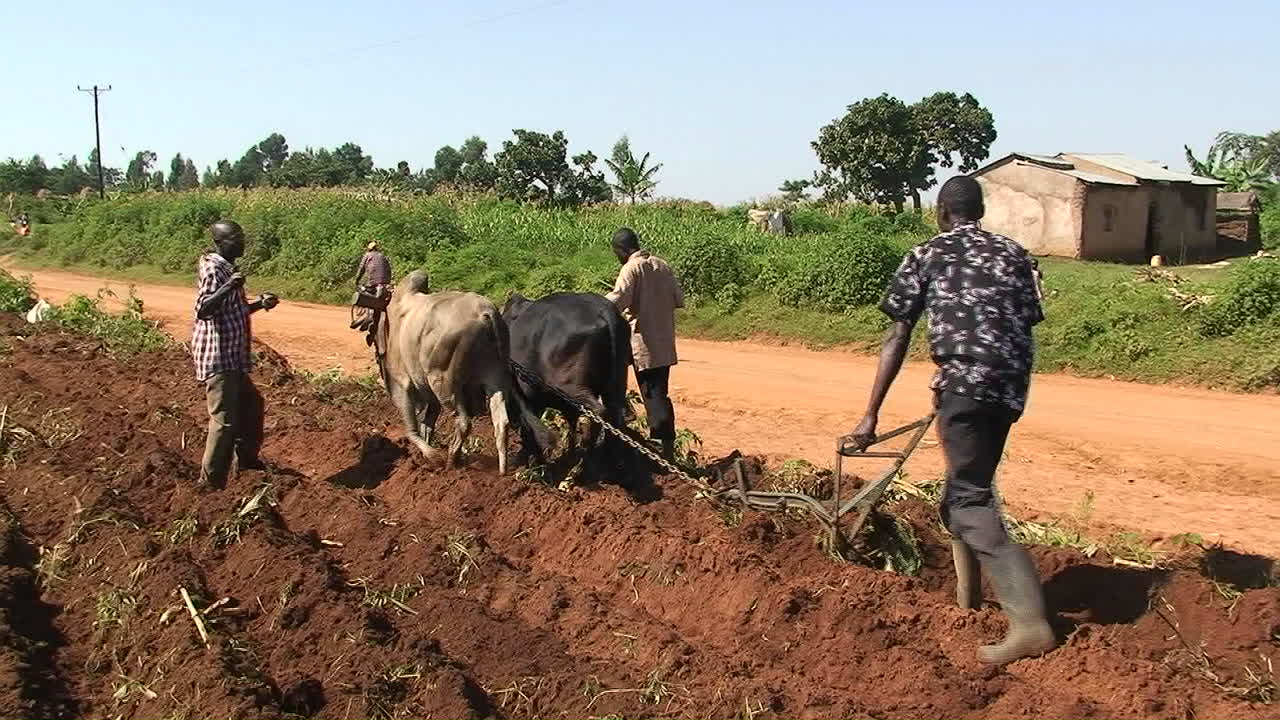 Three men and an ox plough crops in an African village | Premium Stock ...