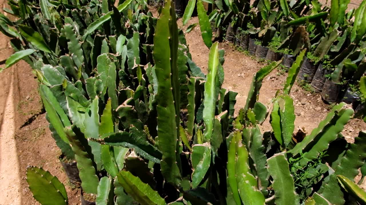 Premium stock video - Young dragon fruit pitahaya cactus plants growing in