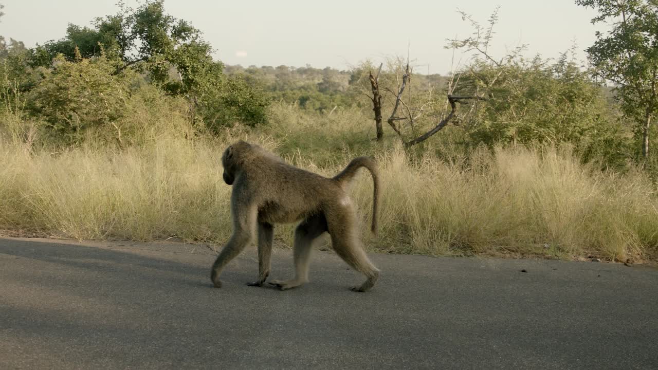 Baboon Monkey Walking On Asphalt Road In Kruger National Park, South ...