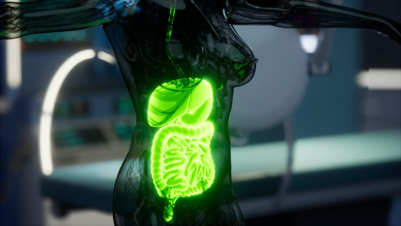 Premium stock video - Human digestive system anatomy exam in laboratory