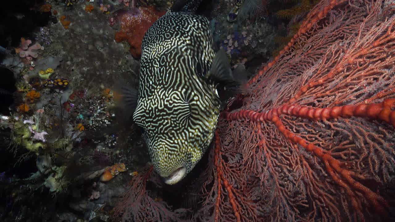 Premium stock video - Shy puffer fish close shot
