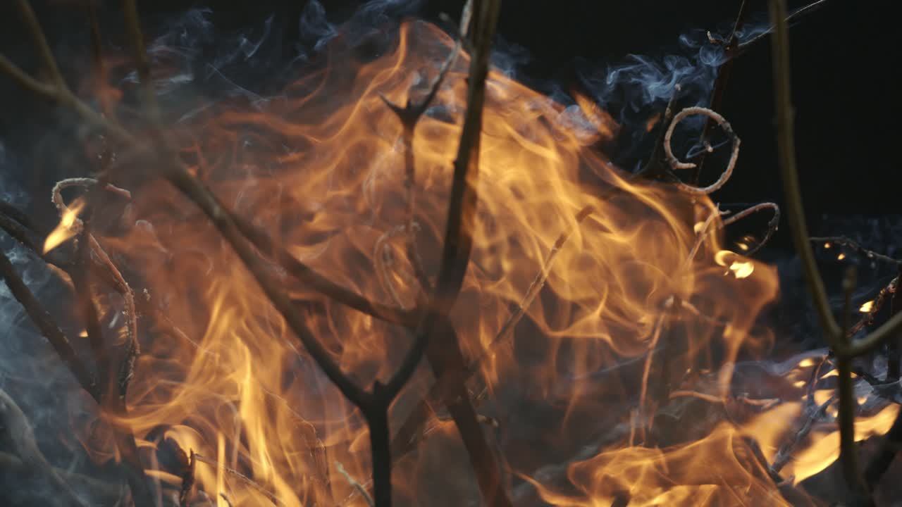 Premium stock video - Forest fire in close-up. the branches of shrubs ...