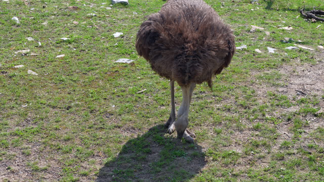 Premium stock video - Slow motion shot of wild ostrich pecking grass of ...