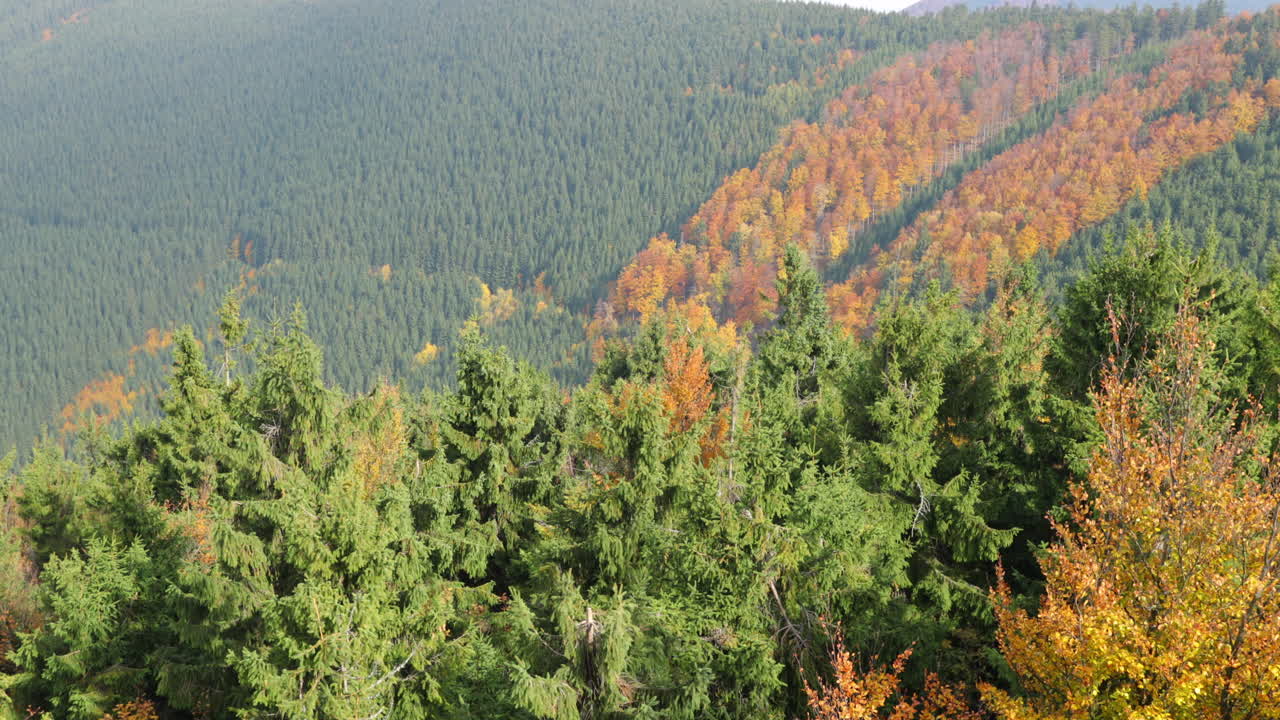 Slide Up Crowns Of Tall Trees In A Dense Coniferous Forest Under The ...