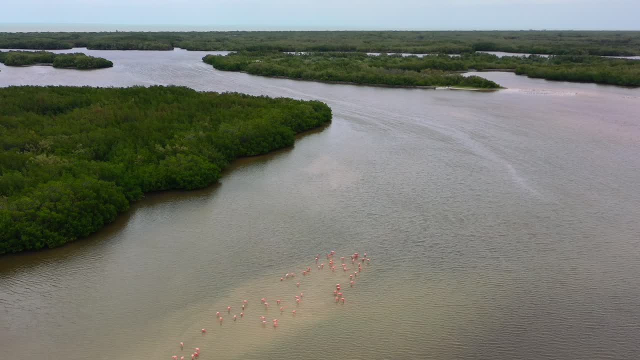 Overhead Aerial Of Pink Flamingos On Sandbar In Mangrove Lagoon Of Rio ...