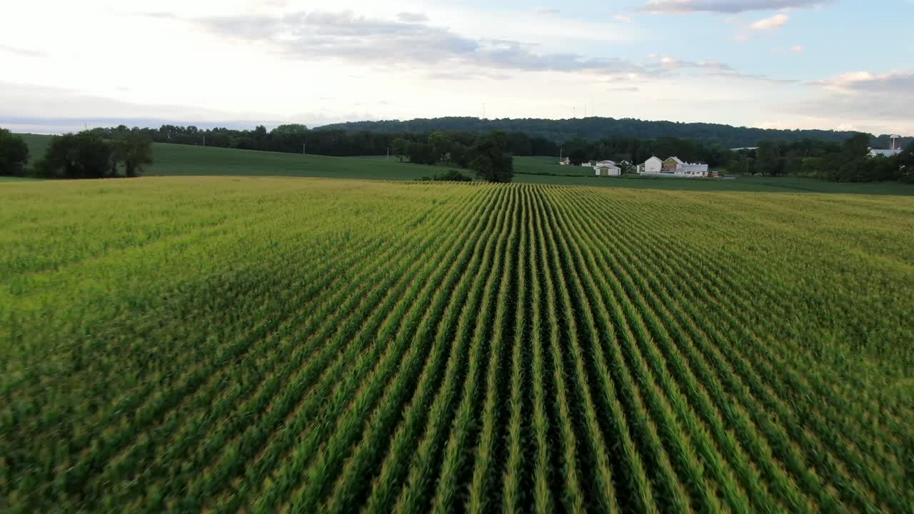 Fast aerial drone flight above straight lines rows of green corn field ...