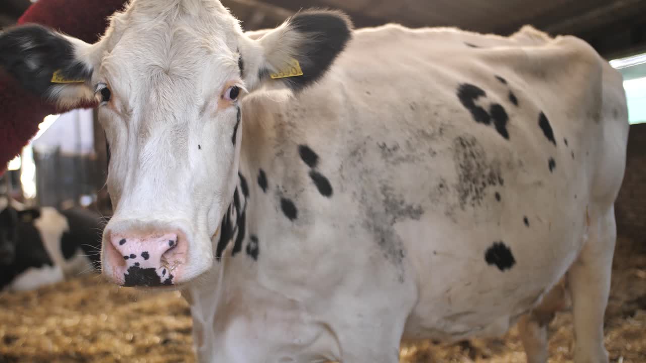 Premium stock video - A white cow with black dots is looking at the ...