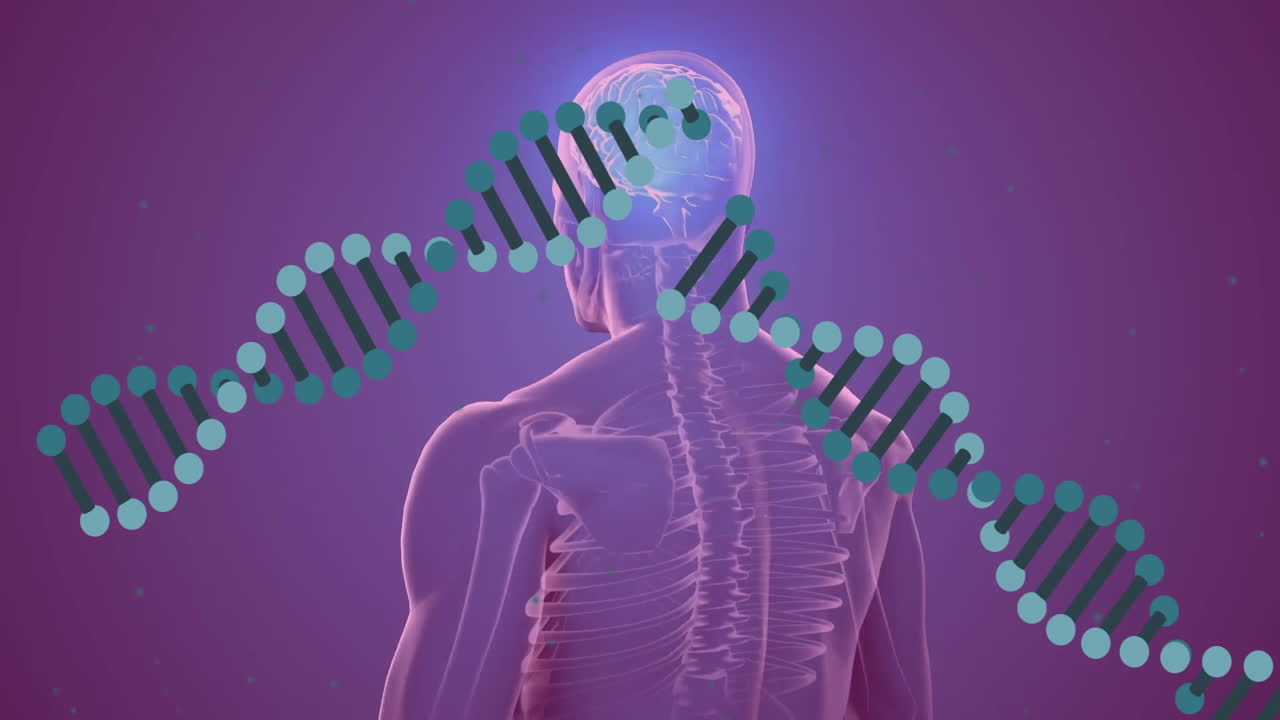 dna strand animation over human body with skeletal and brain structures ...