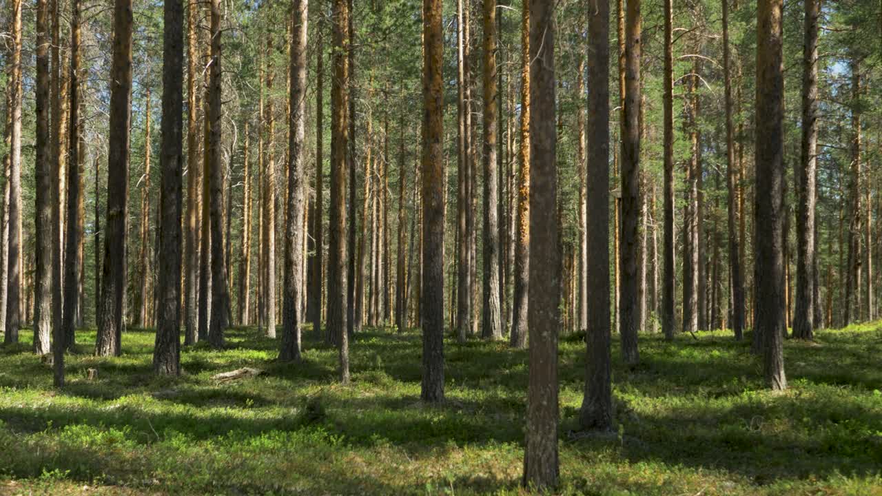 Typical swedish forest, multiple pine trees during a hot summer day ...