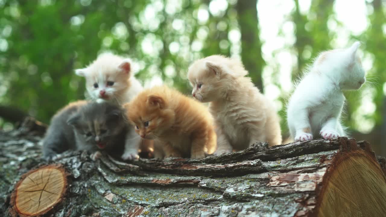 Five Cute Fuzzy Kittens Sitting On A Log Free Stock Video Footage ...