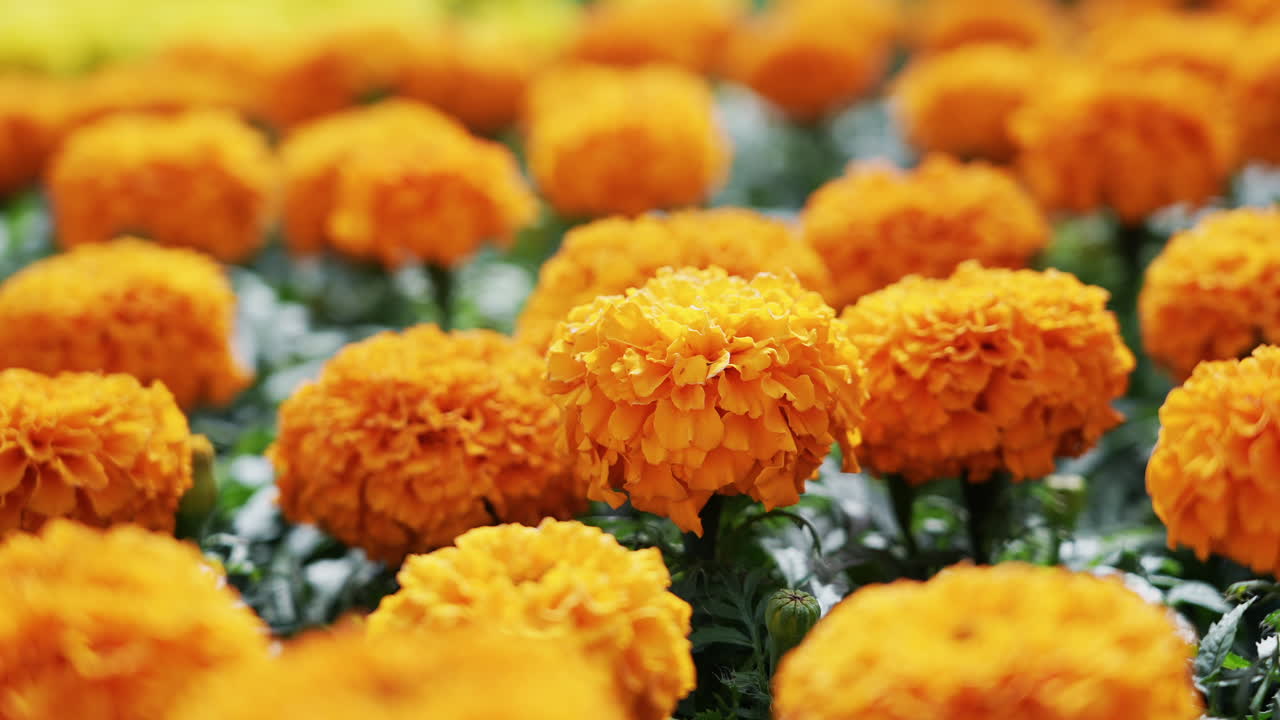 Orange hybrid marigolds growing in a field - sliding isolated view you ...