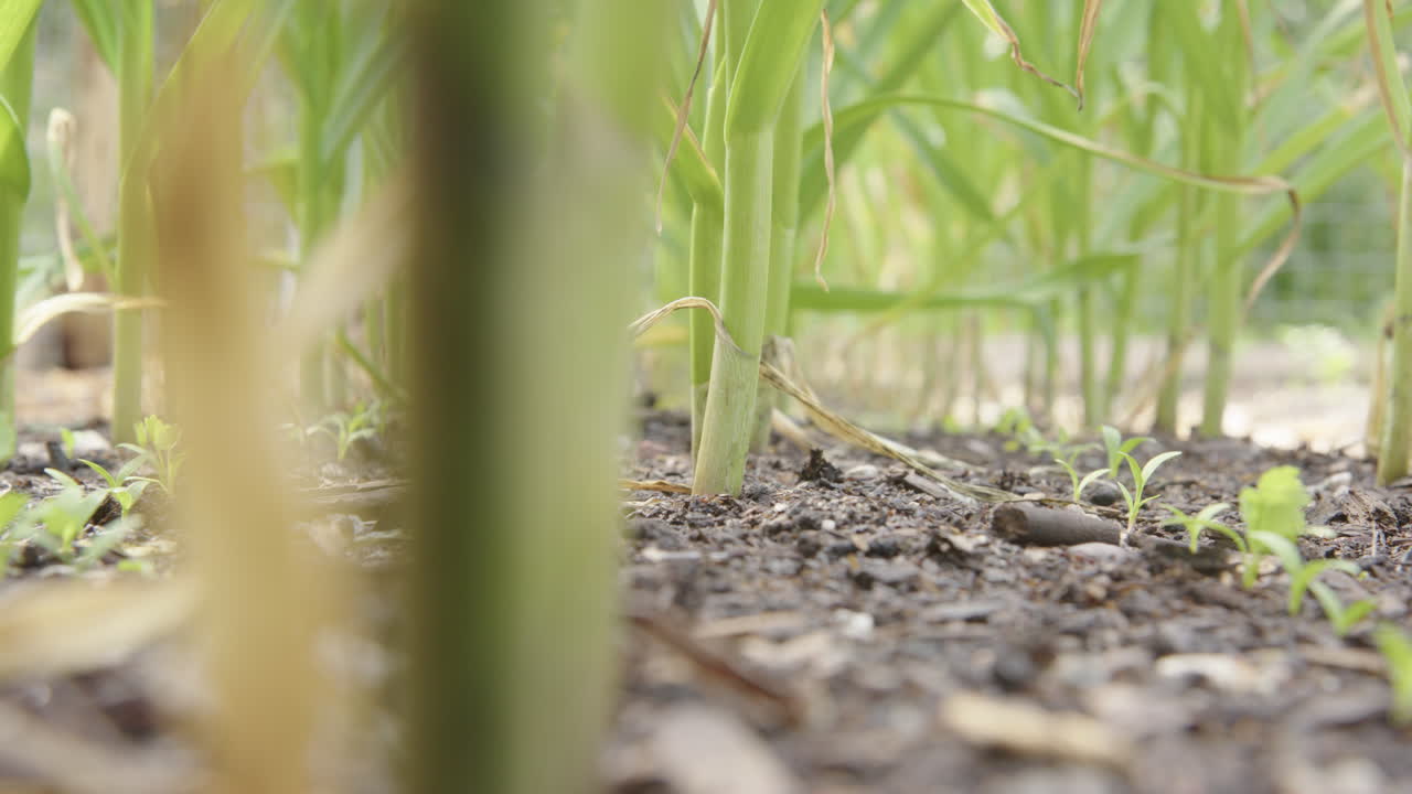 Garlic and parsnip seedlings growing in fertile vegetable bed, low ...