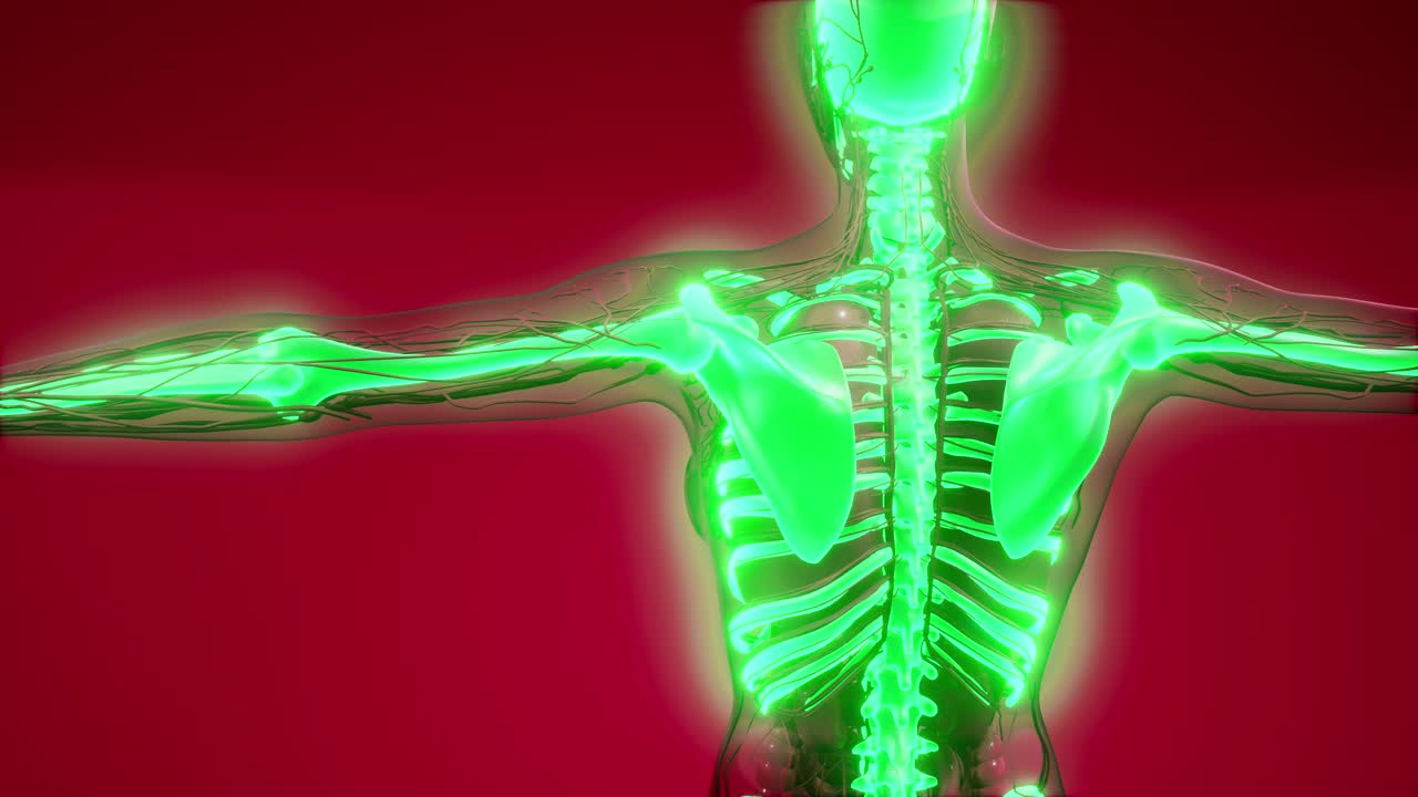 Transparent Human Body With Visible Bones Free Stock Video Footage ...
