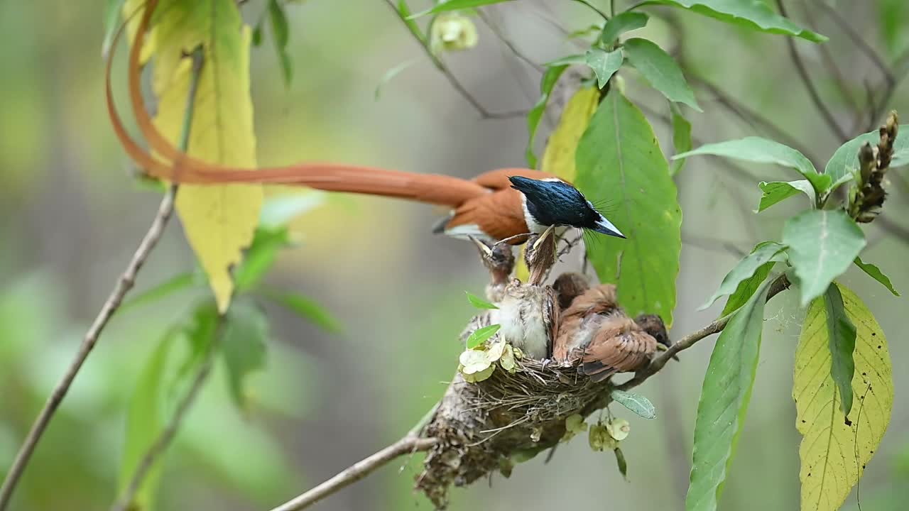 Indian paradise fly catcher male bird with hicks Premium Stock Video ...