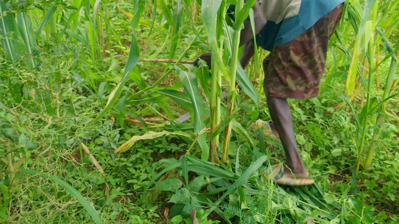 Premium stock video - Black male farmer working with a machete cutting ...