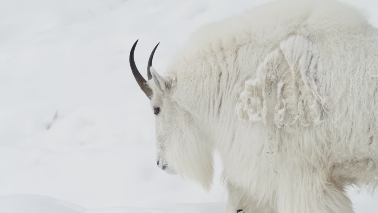 Close Up Of Mountain Goat In Wildlife Park During Winter In Yukon ...