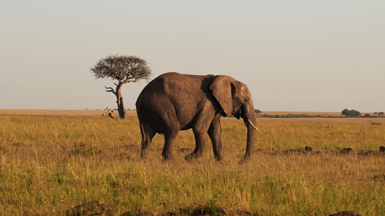 Slow Motion Of African Elephant, Africa Wildlife Animals In Masai Mara ...