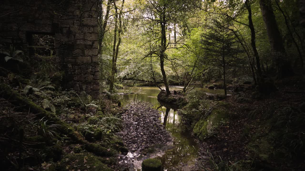 Creepy Haunted Forest Of Kennall Vale Nature Reserve In Ponsanooth ...