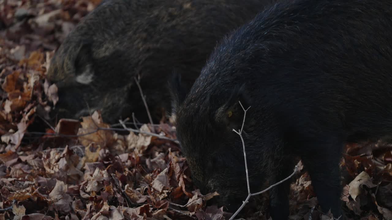 Wild boars digging food in forest ground with fallen leaves by its ...