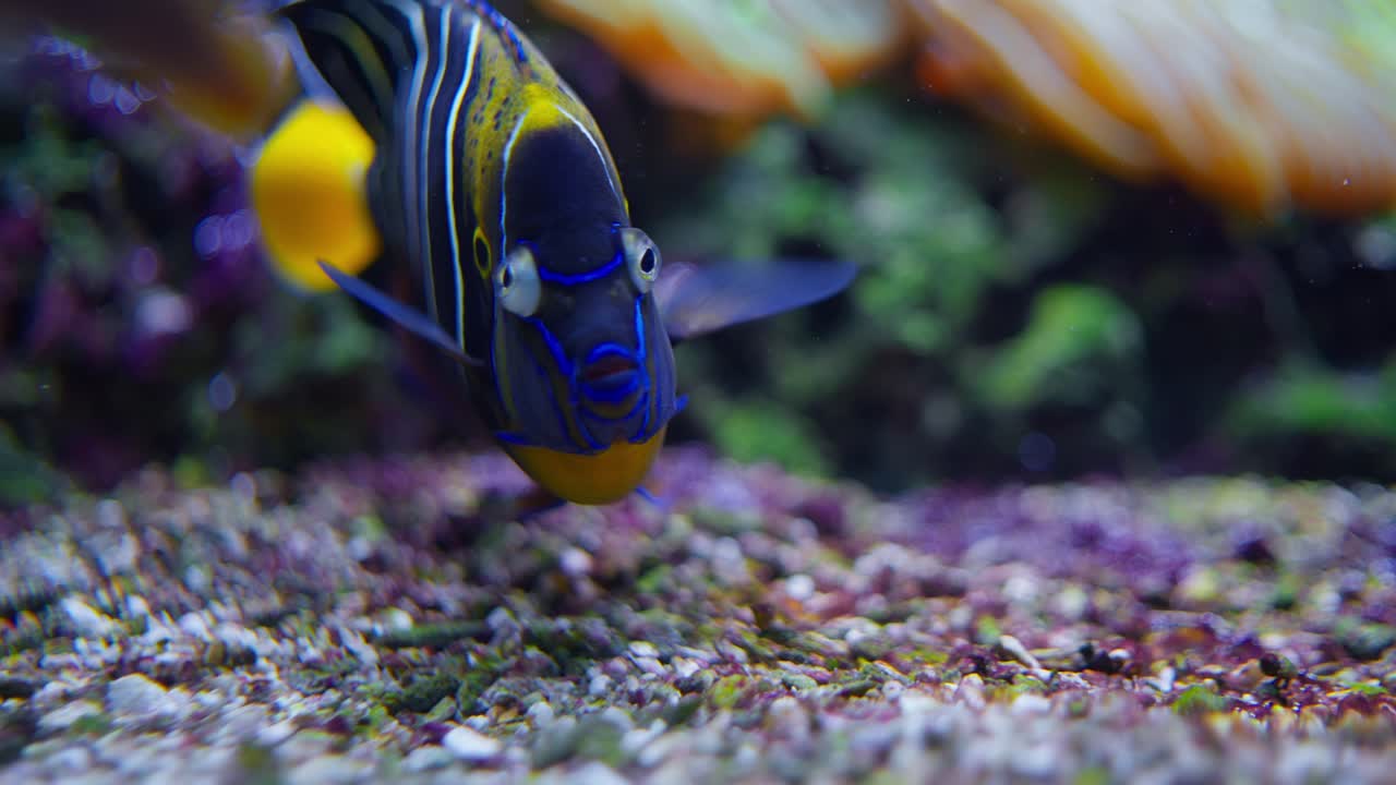 Premium stock video - Goldtail angelfish , also known as the earspot ...