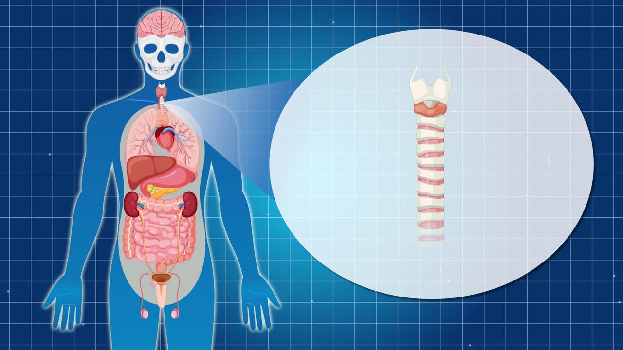Anatomical animation highlighting the trachea within the human body ...
