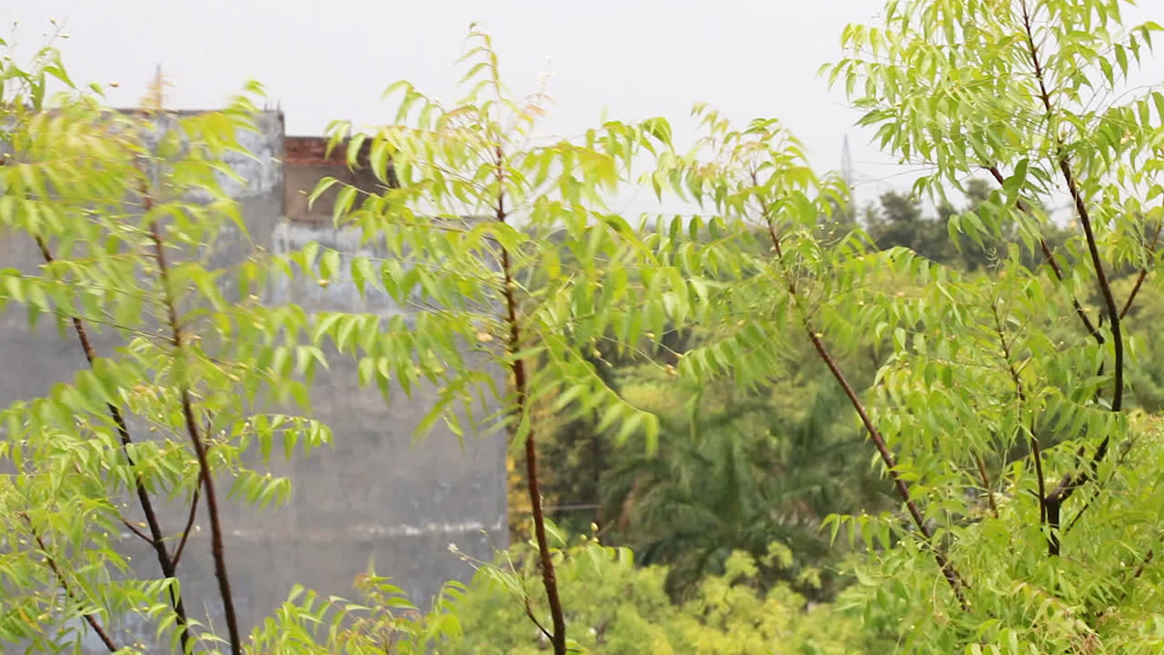 Premium stock video - Neem leaves, ayurveda medicine, 4k resolution ...