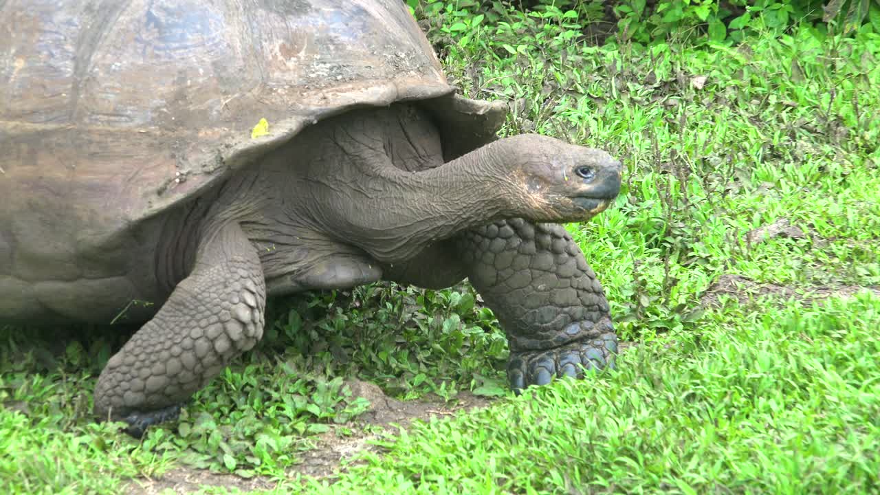 Premium stock video - A giant land tortoise walks through grass and ...