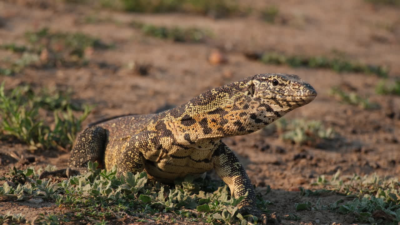 Premium stock video - Nile monitor lizard in the savannah in africa