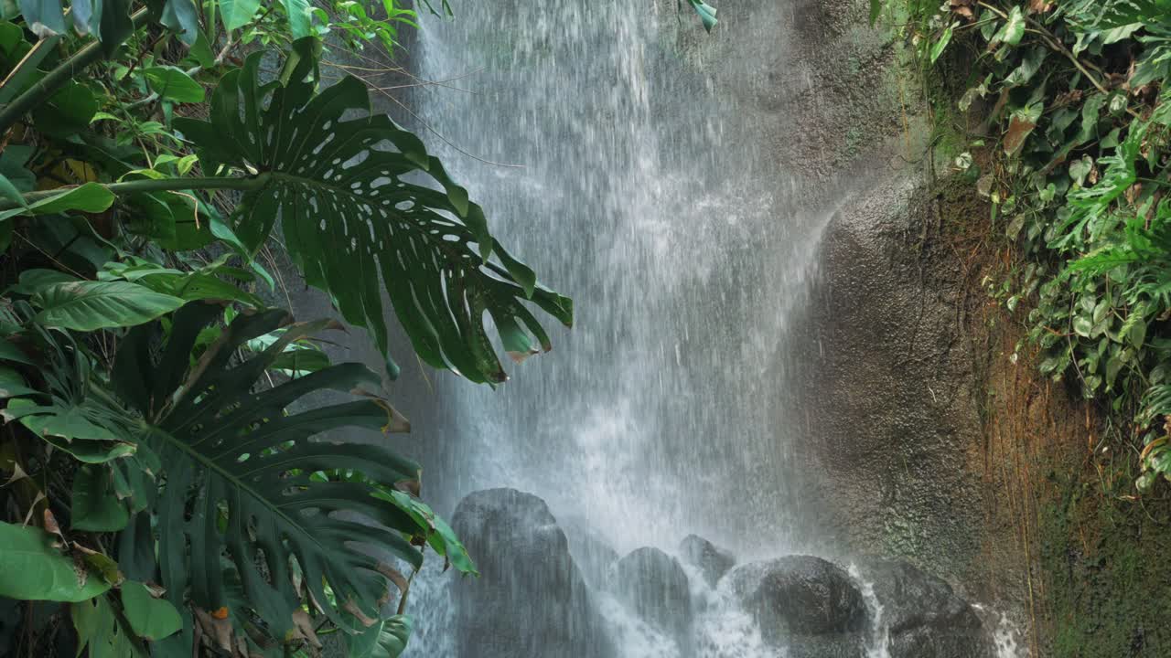 Fresh foliage green plants in rainforest waterfall setting 1 | Premium ...