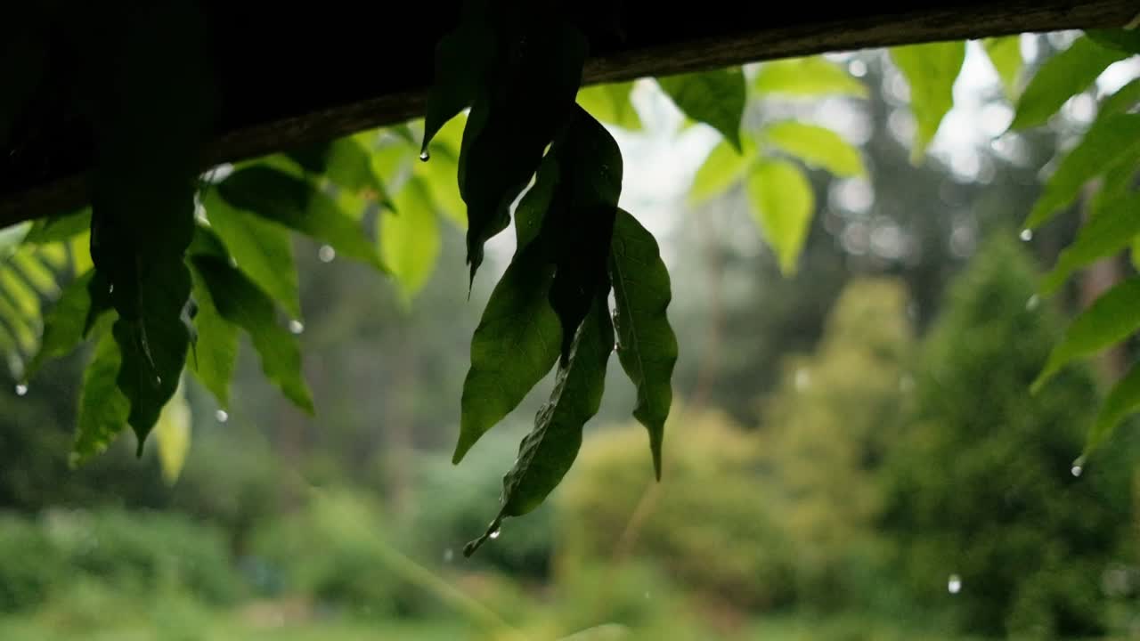 Free stock video - Drops of rain falling down in garden slow
