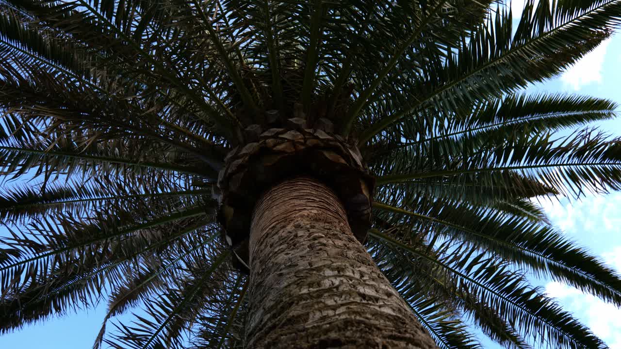 Looking Up Trunk Of Palm Tree. Circle Dolly Free Stock Video Footage ...