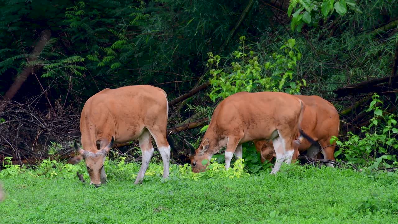 Premium stock video - The banteng or tembadau, is a wild cattle found ...