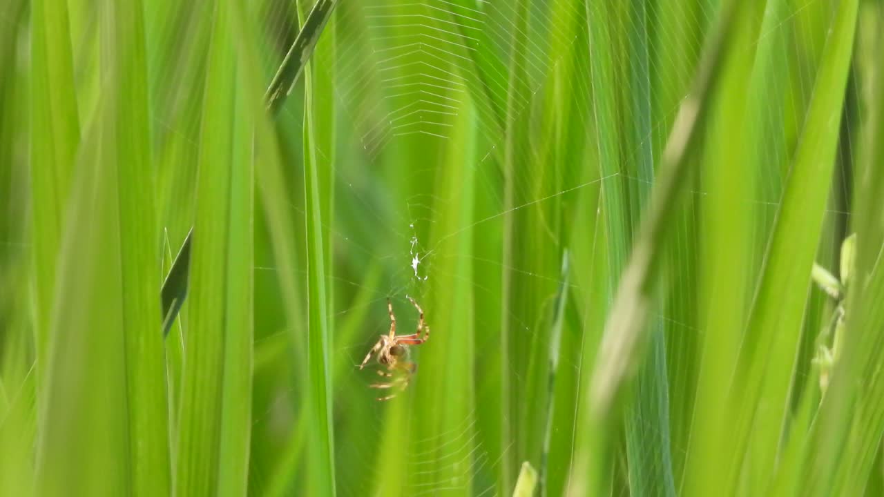 Spider Making Web For Pry = Home Free Stock Video Footage Download ...