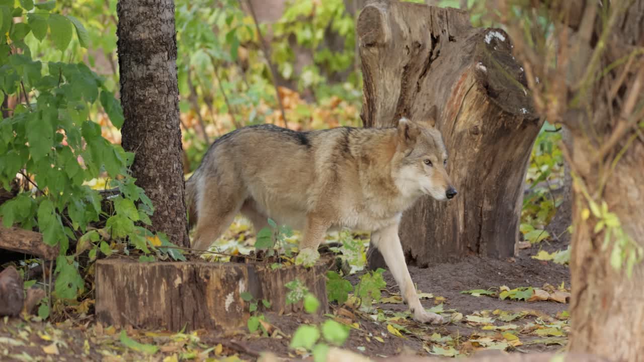 Wolf (Canis Lupus), Also Known As The Gray Wolf Is The Largest Extant ...