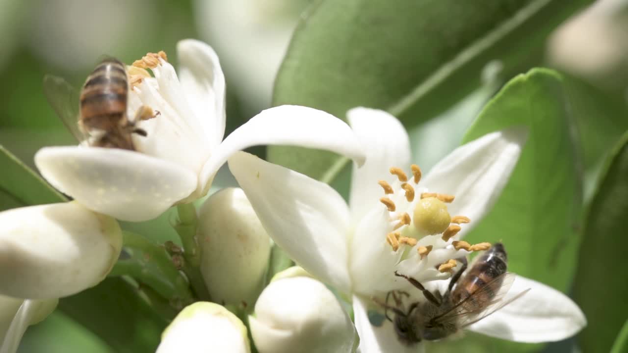 Honey Bee Pollination In A Sweet Orange Plantation Free Stock Video ...