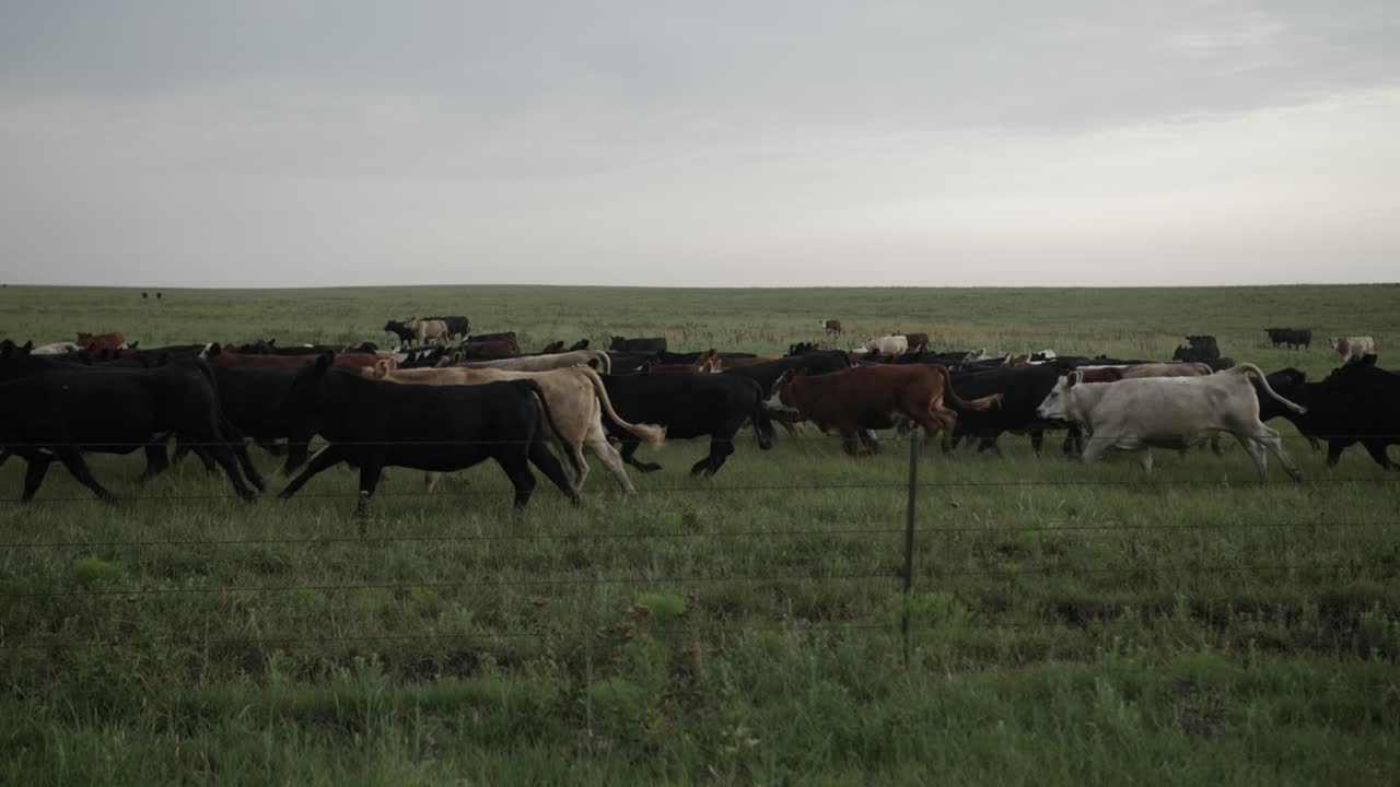 Premium stock video - A herd of cows run behind a fence through green ...