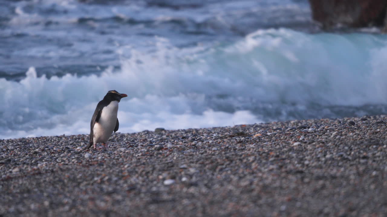 Premium stock video - Fiordland crested penguin or tawaki at the ...