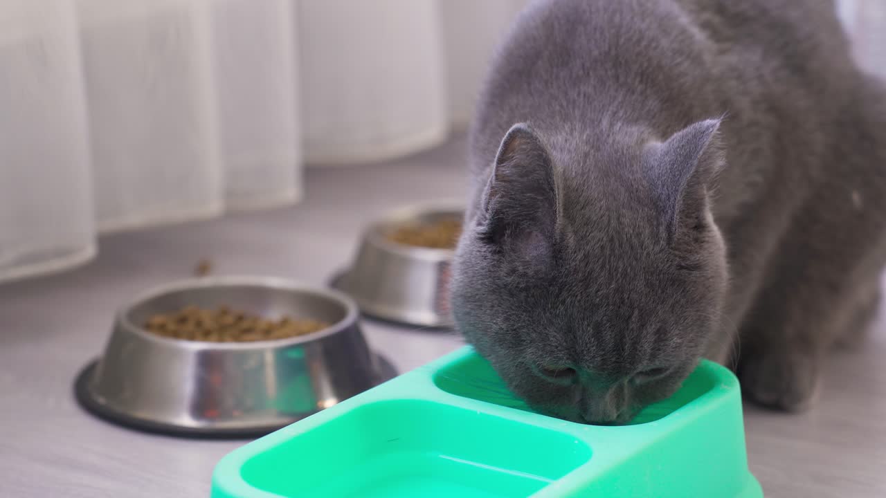 Premium stock video - Keeping a cat at home, adopting an animal.