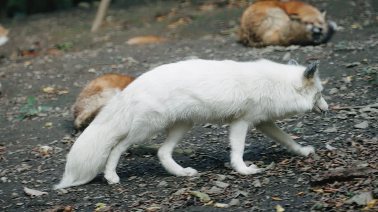 Snow fox walking at village on zao kitsune mura in shiroishi, japan ...