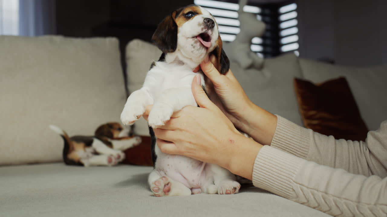Premium stock video - Female hands hold a cute beagle puppy, from ...