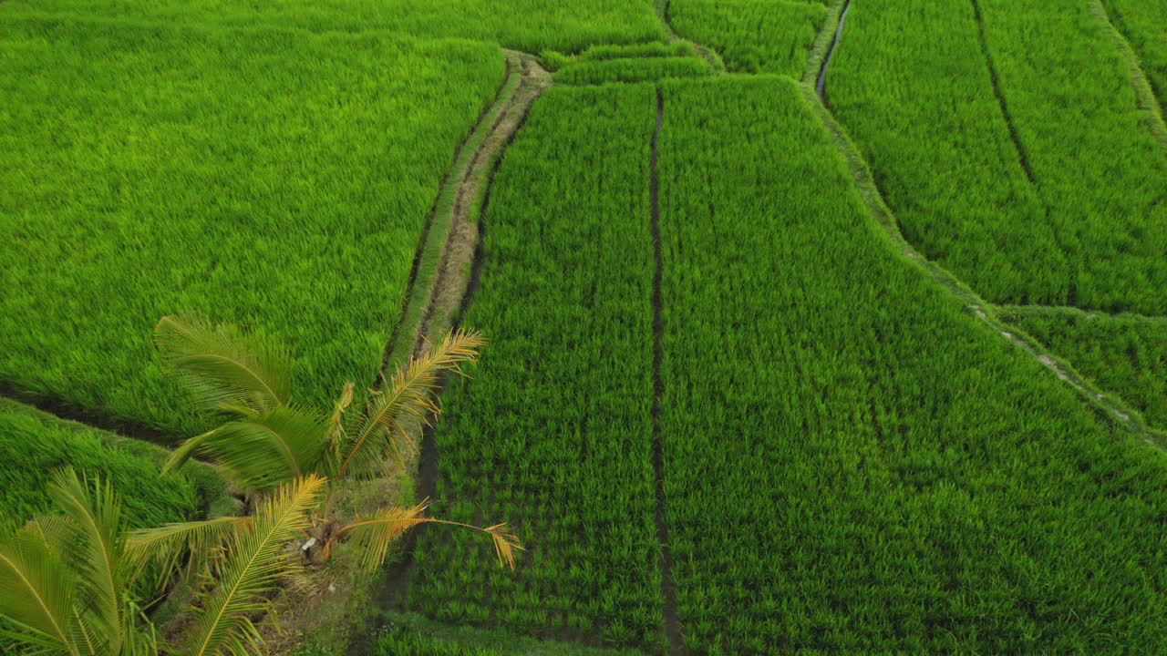 Aerial view rice terraces drone flying over rice paddies agricultural ...