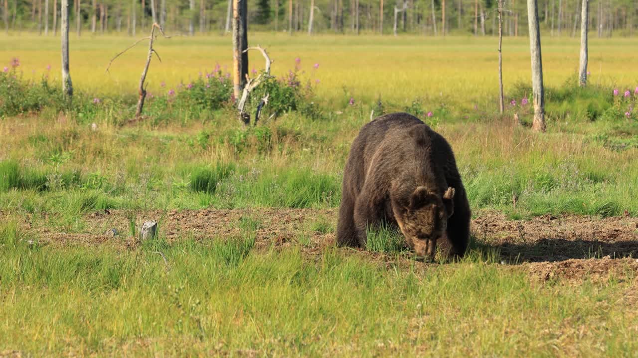 Descarga Gratis Vídeos De Stock De El Oso Pardo (ursus Arctos) En La ...