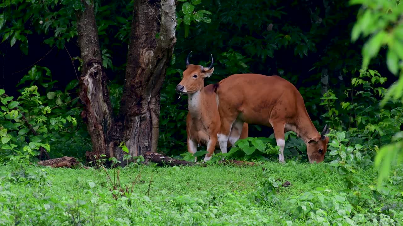 Premium stock video - The banteng or tembadau, is a wild cattle found ...