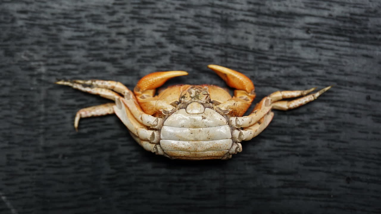 Zoom In On Molted Female Crab Shell Showing Wide Apron On Abdomen Free ...