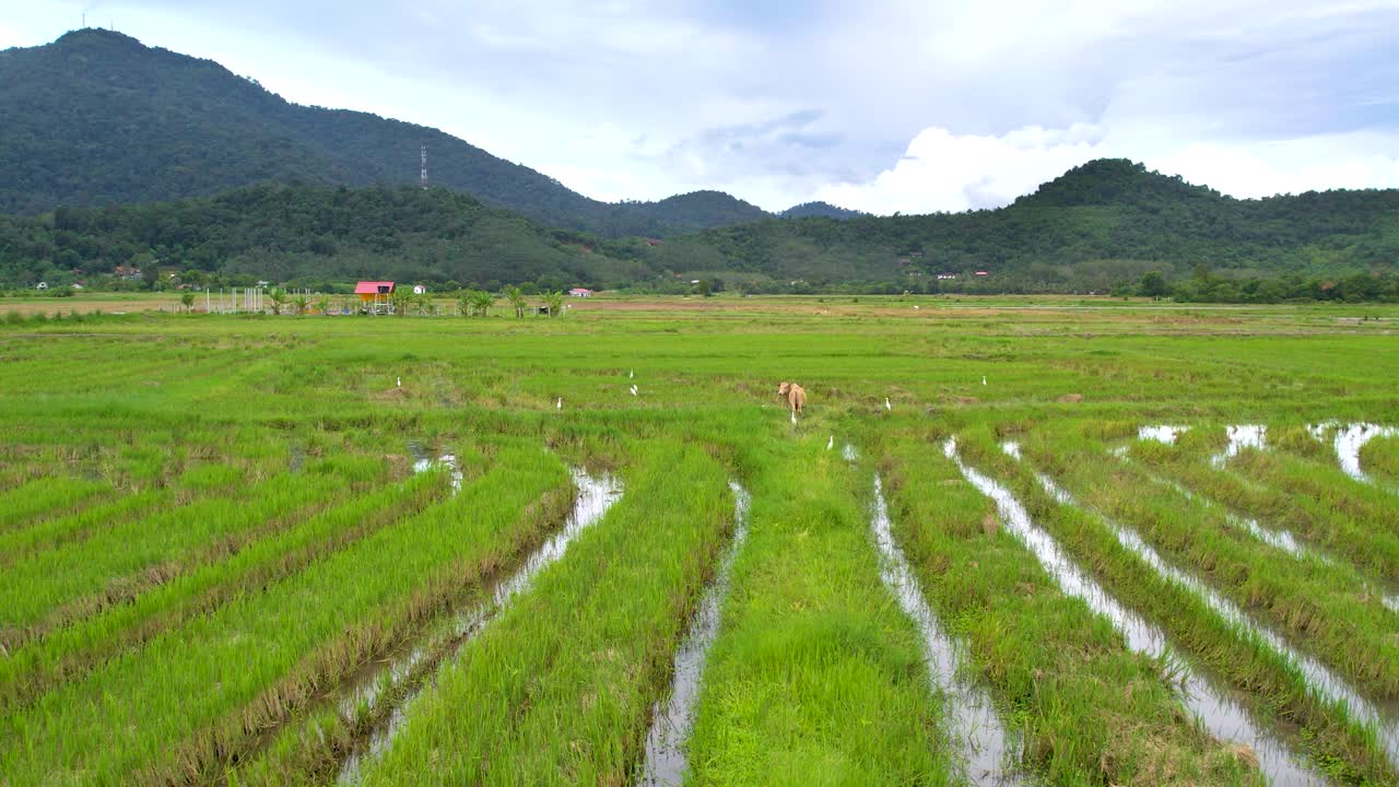 Premium stock video - Flying over green rice fields in kampung mawar ...