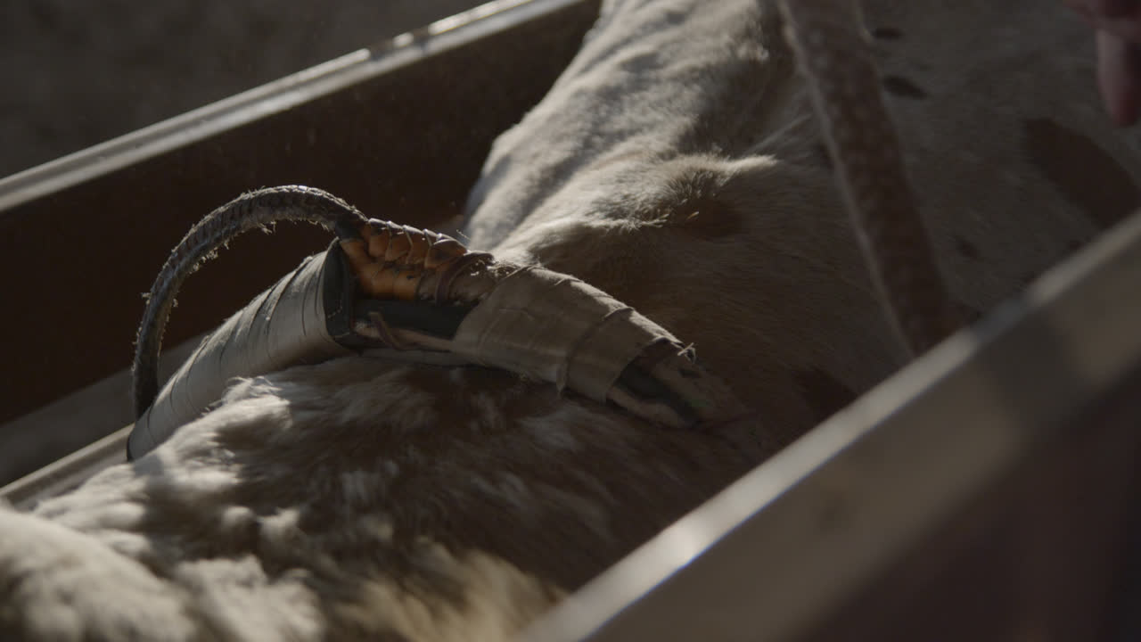 Premium stock video - Cowboy hands adjusting the rope around a bull ...