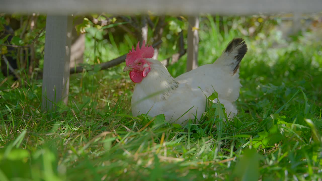 Footage Of A Chicken Filmed Laying In A Grass With A Camera Moving On A ...