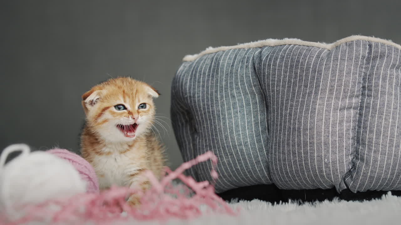 Premium stock video - Little kitten crying near her house